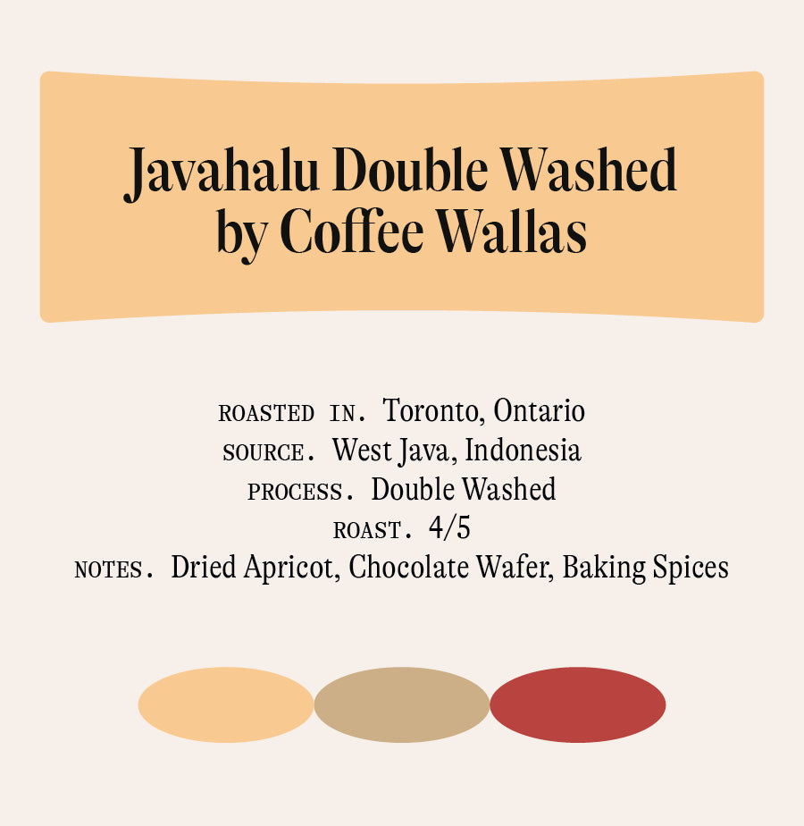Chocolatey & Nutty (Coffee Wallas // Javahalu Double Washed) – The Roasters Pack
