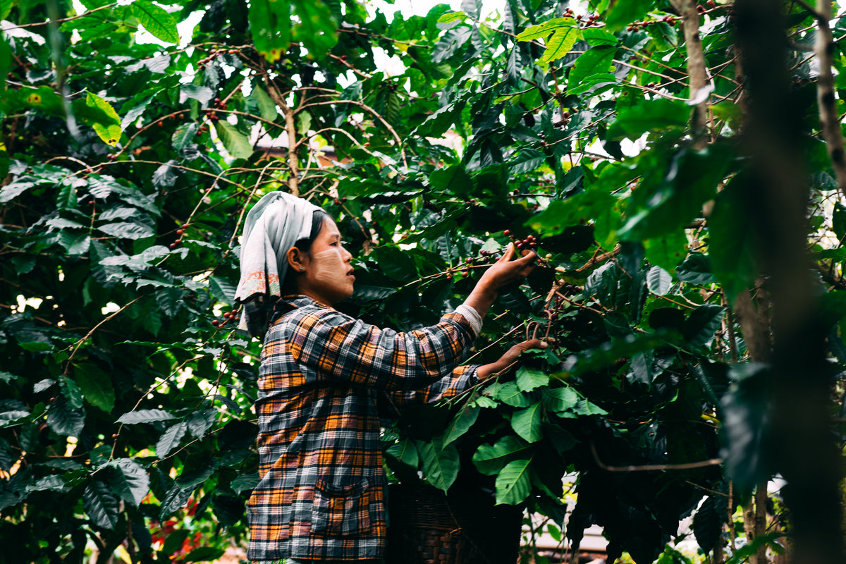 Coffee Origin: Myanmar (The Past & Present, Processing and Taste) – The ...